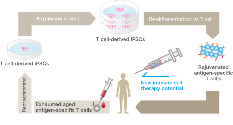 What are iPS cells? | My Peace: Personal iPS Stem Cell Banking Service